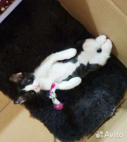 Отдам котенка от кошки-крысолова в добрые руки