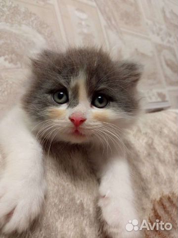 Шотландская вислоухая кошка