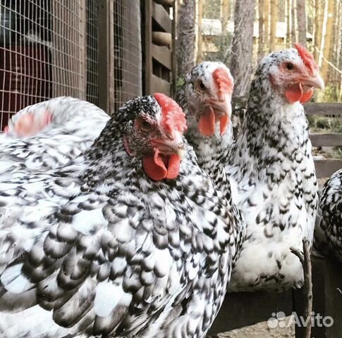 Пушкинская инкубационное яйцо