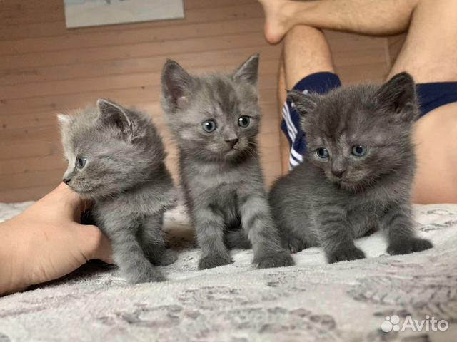 Шотландские прямоухие голубые Скоттиш-страйт котят