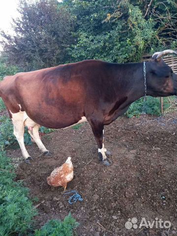 Коровы телята козы