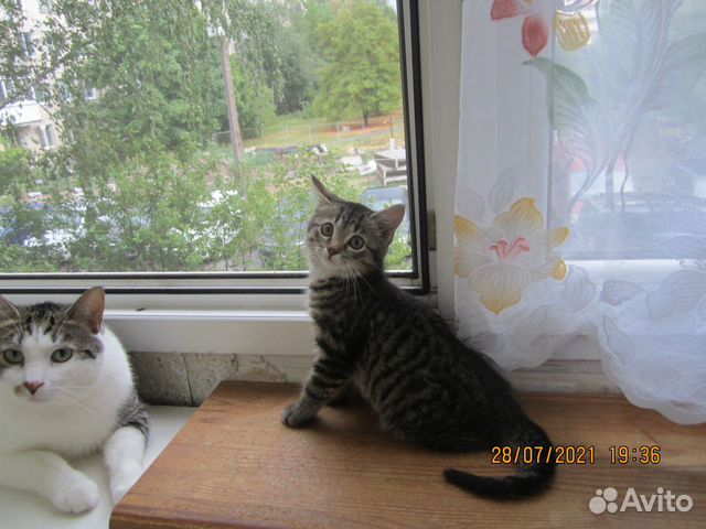 Безлапая кошка Машенька никому не нужна