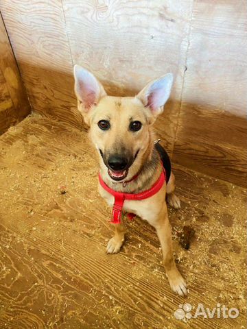 Спасите Кайли из приюта