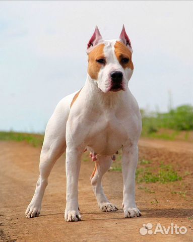 Щенки стаффорда с Документами РКФ