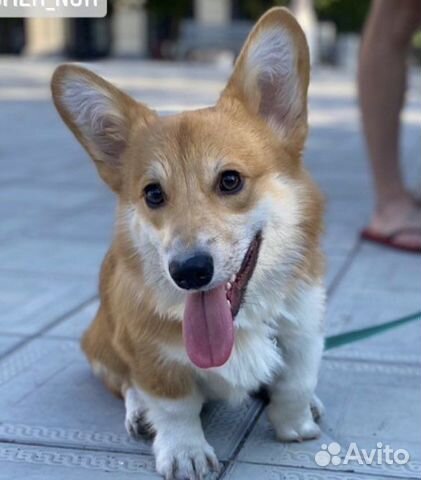 Велыш Корги Пемброк