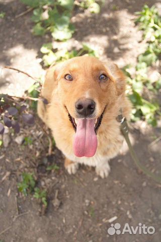 Отдадим в ответственные и добрые руки