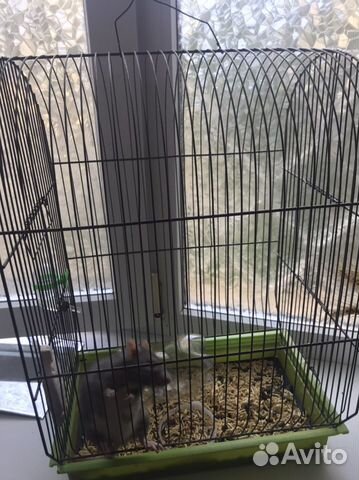 Крыса с клеткой