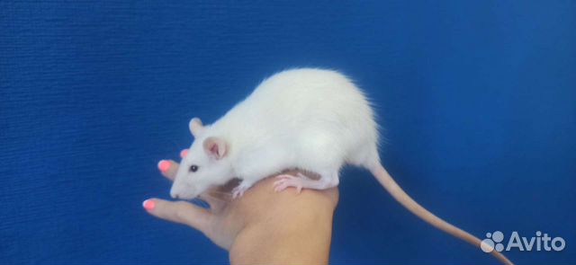 Крысята крыска в добрые руки