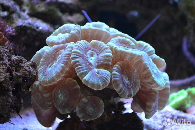 Кауластрея - коралл для морского аквариума