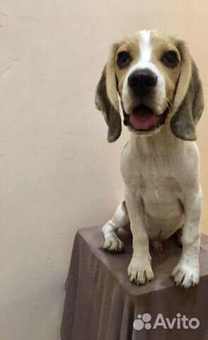 Бигль мальчик