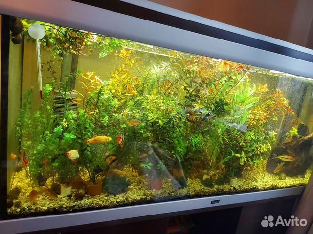 Отдам растения или обменяю на ваши