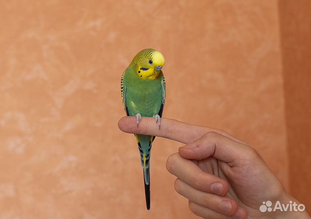 Попугай с клеткой