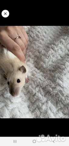 Крыса дамбо с клеткой