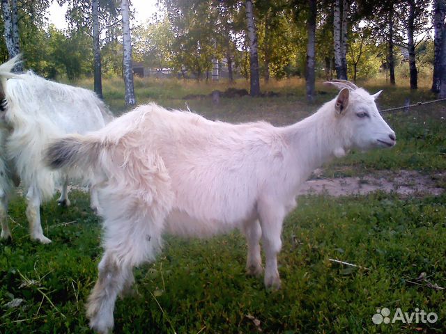 Продам козликов и козочек