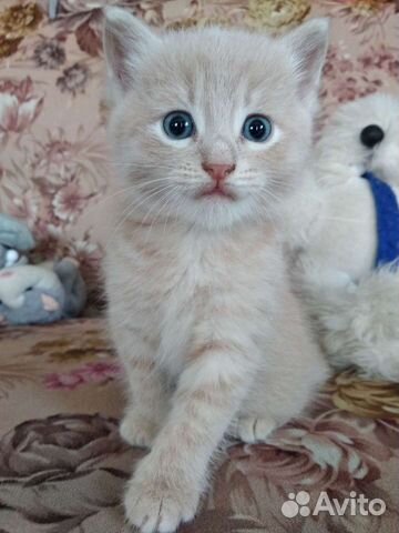 Котик в добрые руки
