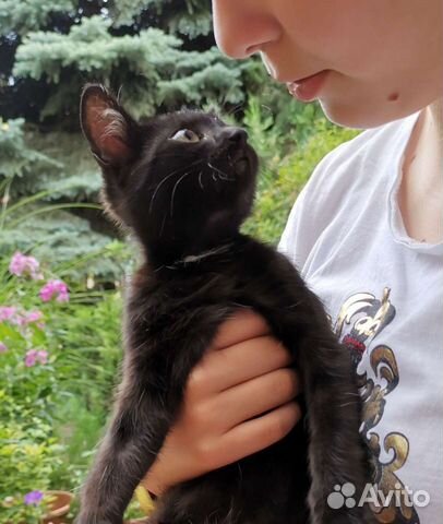 Очаровательный чёрный котёнок из сказки