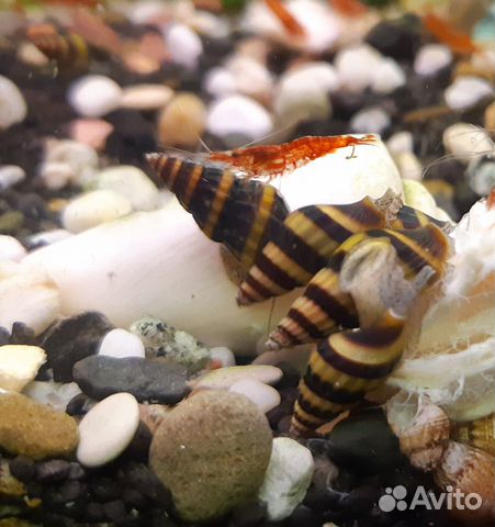 Улитки Хелена, растения