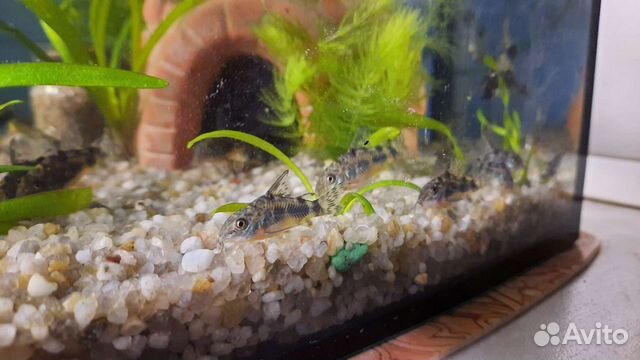 Сомики коридорасы