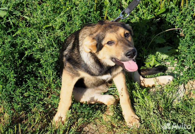 Самый обычный щенок ищет дом