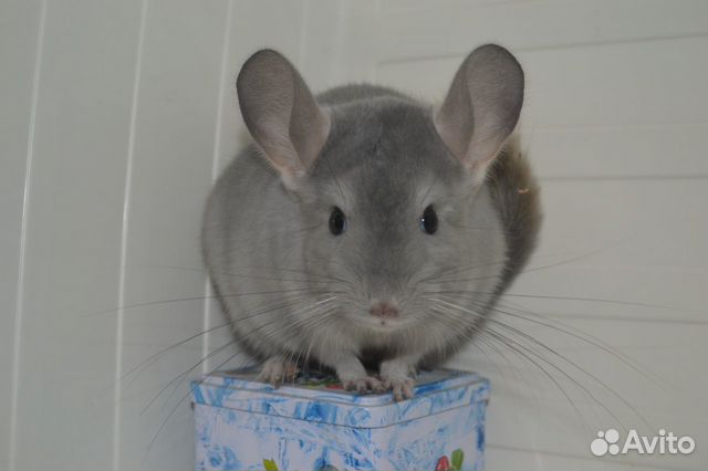 Шиншиллы, два братика