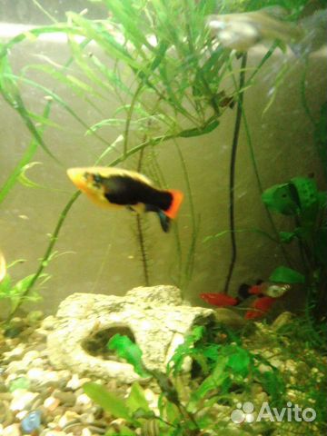 Кубинский меченосец