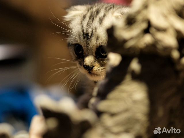 Шотландский кот