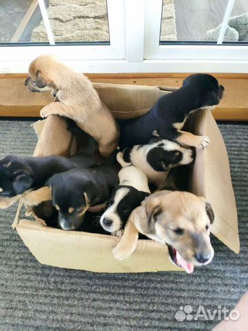 Щенки в хорошие руки