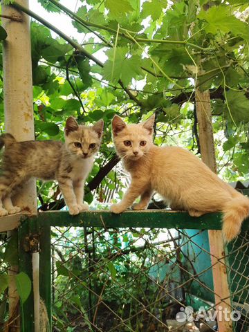 Котики лечебные