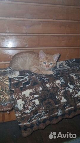 Котёнок мальчик в дар