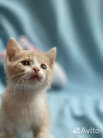 Солнечный малыш Бося 2 месяца в добрые руки