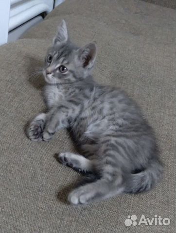 Котёнок Пуля ищет хозяина. Отдадим в хорошие руки