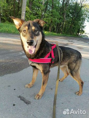 Купер ищет дом