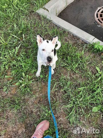 Метис, ) стаф и лайка