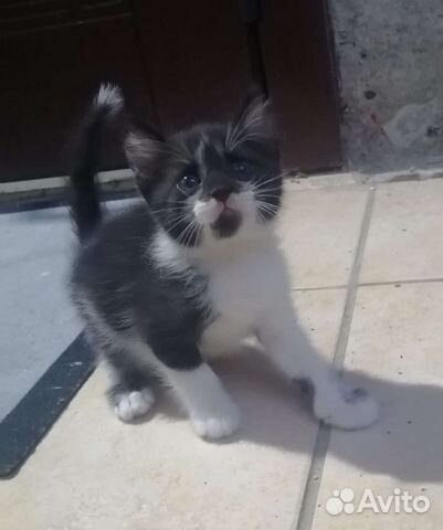 Очаровашка в добрые руки