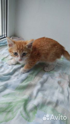 Котенок мальчик