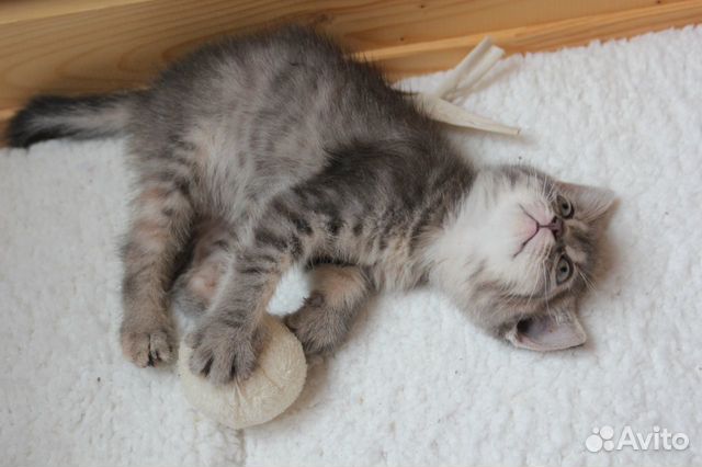 Чудный котенок