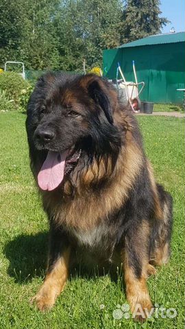 Собаки бесплатно в добрые руки