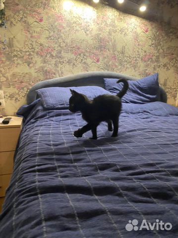 Котёнок черное чудо