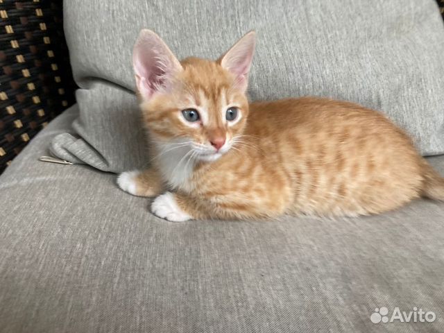 Рыжие котята в добрые руки