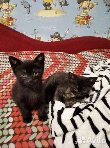 Котята в добрые руки бесплатно