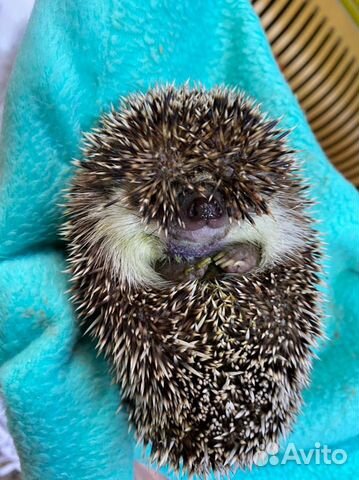 Отдам бесплатно ежа в добрын руки с клеткой и едой
