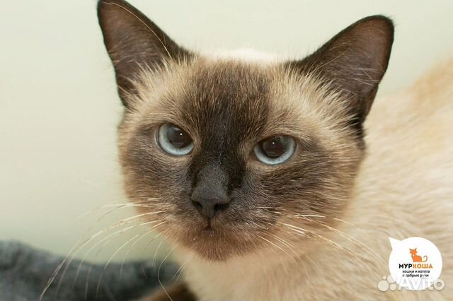 Лагуна с бездонными озёрами глаз