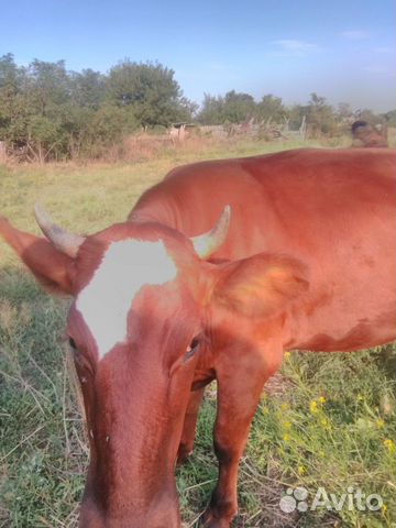 Телка 1 год и 3 мес