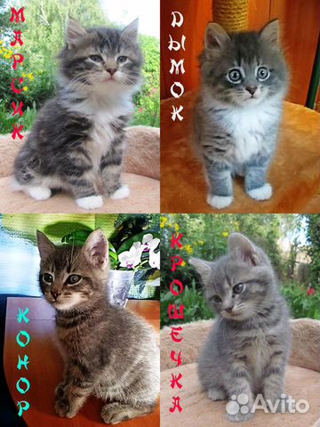 Котята в добрые руки