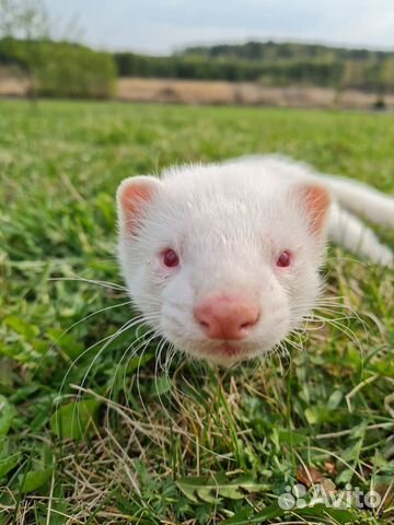 2 Белых Хоречка с клеткой