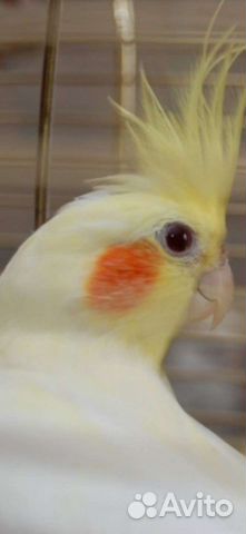 Карелла с клеткой и домиком