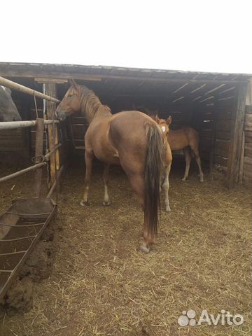 Кабыла с жеребенком