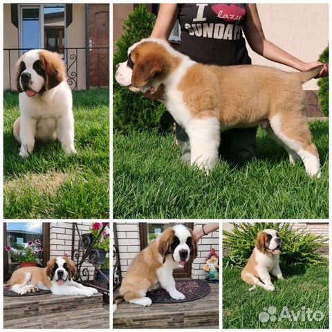 Длинношерстные сенбернары