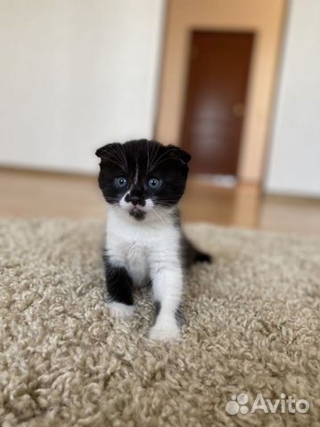 Котята