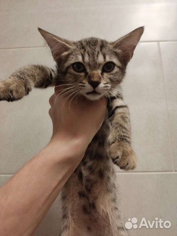 Полосатый котенок (Ж)